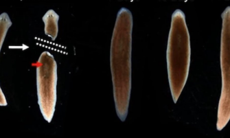 Mathematicians Describe Microbial Movement | Microbiology