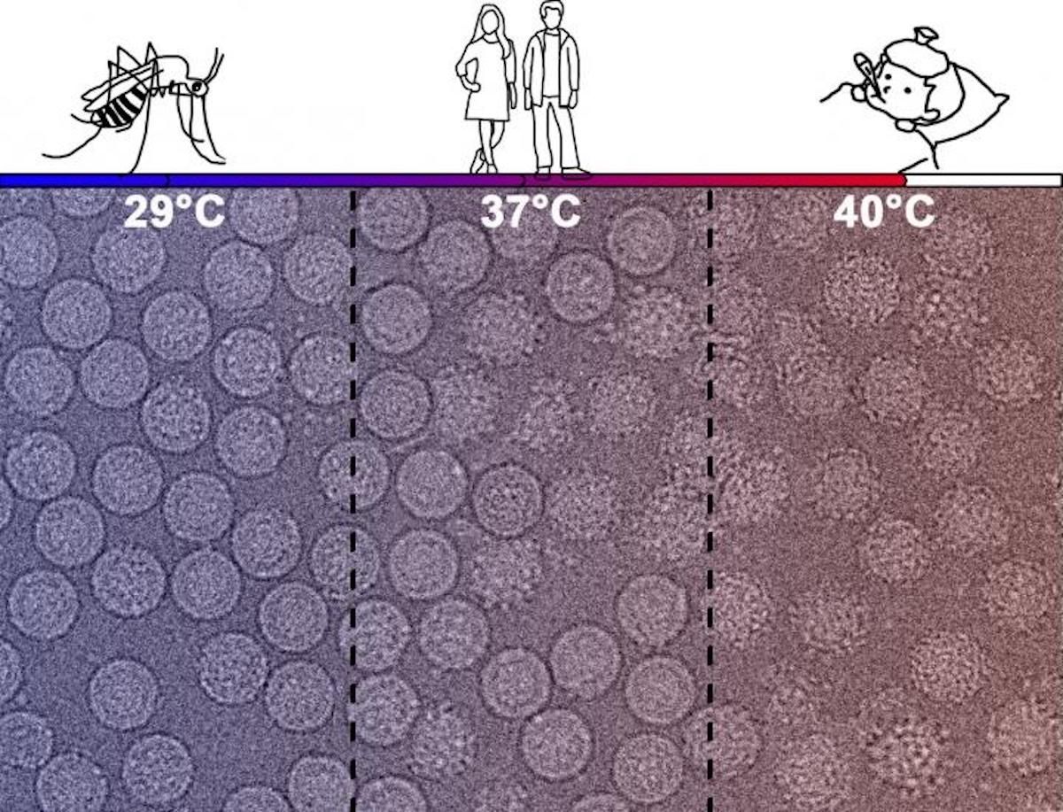 Dengue Virus Changes According to the Temperature | Microbiology
