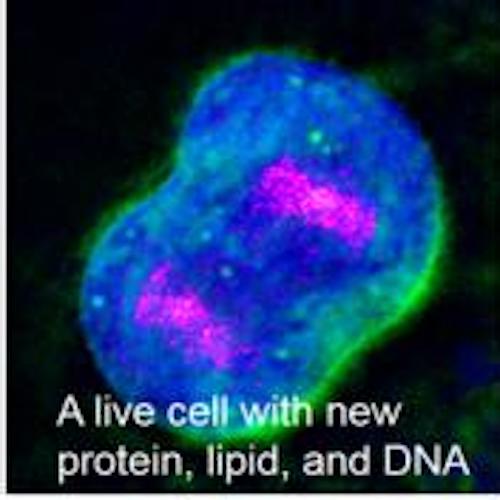 Observing Development at the Cellular Level | Cell And Molecular Biology