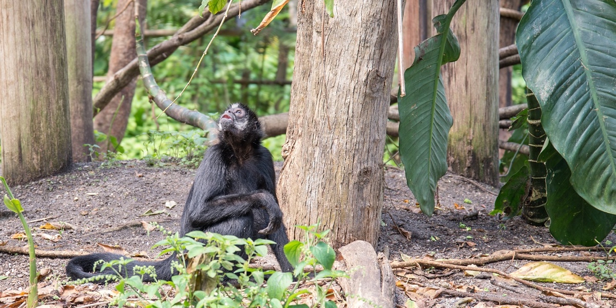 Bonobos Eat Meat Just as Often as Chimps, Research Finds | Plants And ...