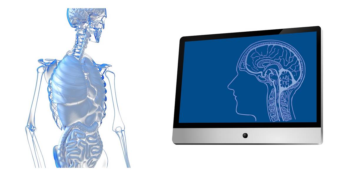 Examining the Squirrelly Ones: Wearable MEG Scanner that Suits ...