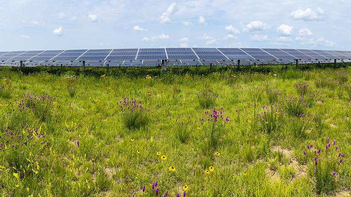 Insect Conservation and Solar Energy: A Five-Year Study Reveals ...