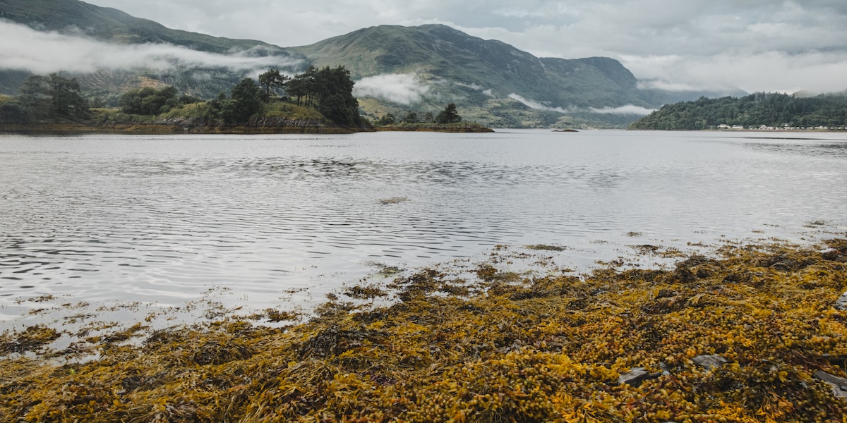 Brown Algae Pigment Could Have Beneficial Health, Biofuel Applications ...
