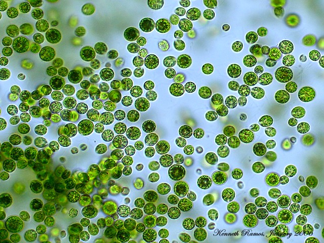 Light signals algae to stick on surfaces | Microbiology