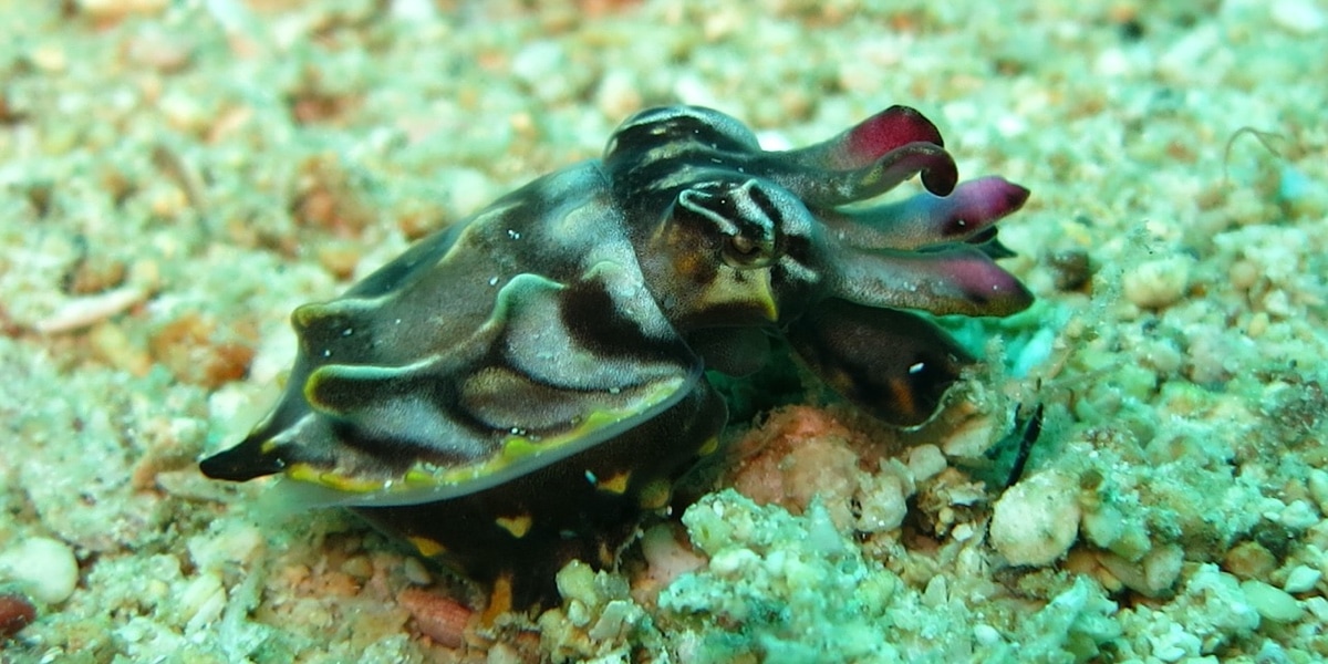 Cuttlefish Are Amazing, and Here's Why | Plants And Animals