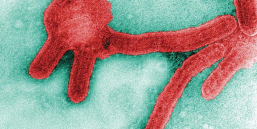 The amoeba's microbiome | Microbiology