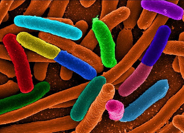 Higher Mutation Rates Found in Stressed E. coli | Genetics And Genomics
