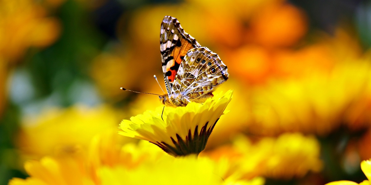 MIT Scientists Record Butterfly Wing Development | Earth And The ...