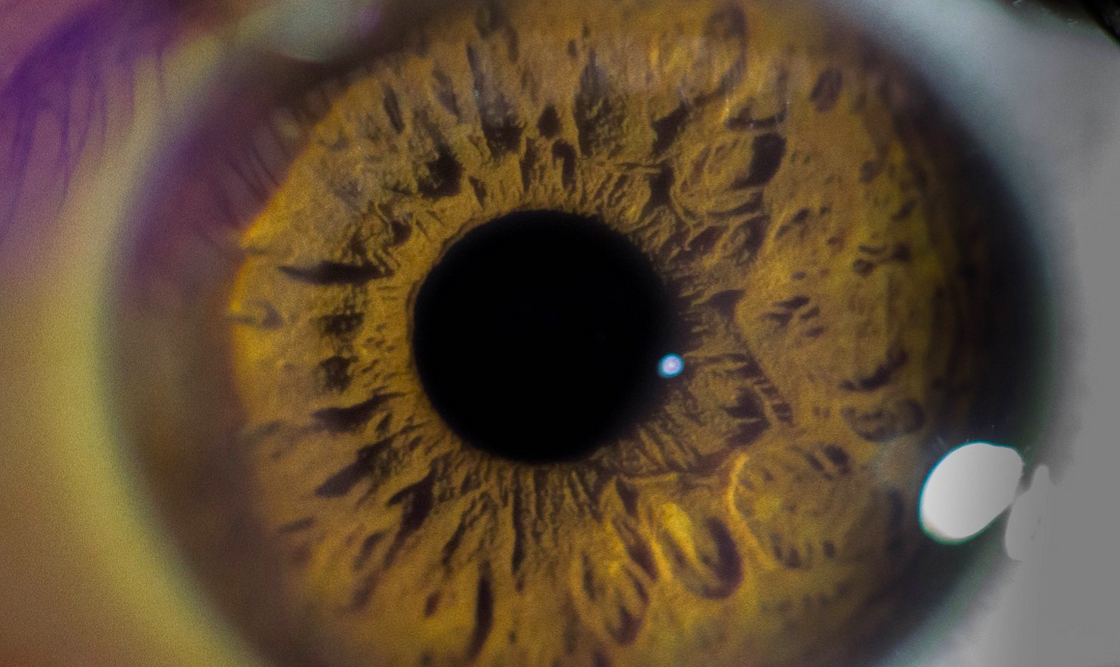 An Ancient Bacterial Gene May Have Enabled Human Vision | Cell And ...