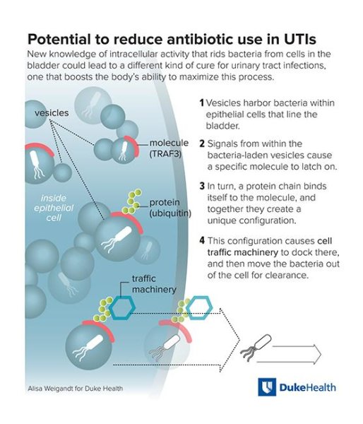 New Mode of Cellular Defense may be Useful in UTI Treatment | Cell And ...
