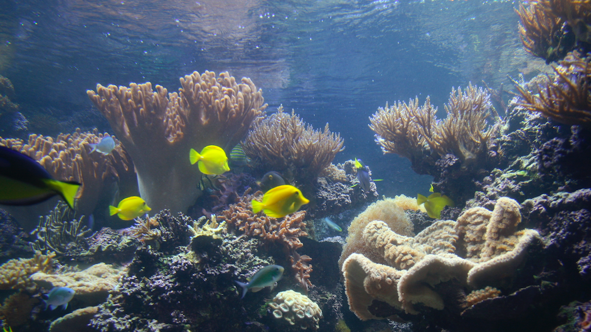 Deep-Sea Microbes Are 'Invisible' to the Human Immune System | Microbiology