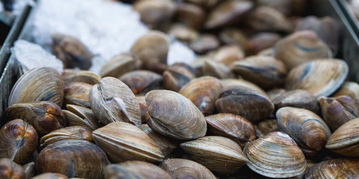 Synthetic Cement Inspired By Mussels | Plants And Animals