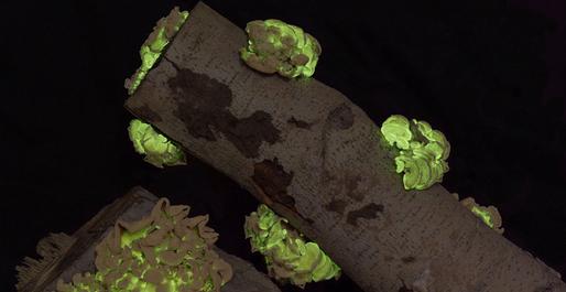 Glowing 'shrooms? | Plants And Animals