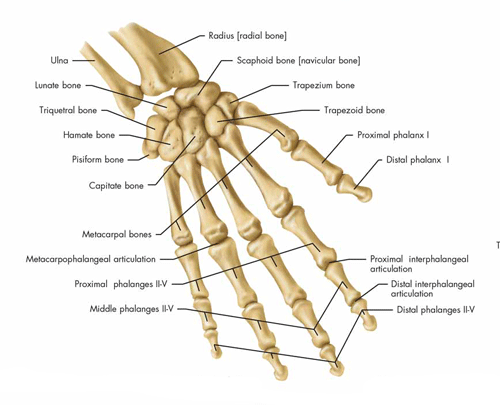 Innovative MRI and Computer Modelling Advance Study On Wrist Bones ...