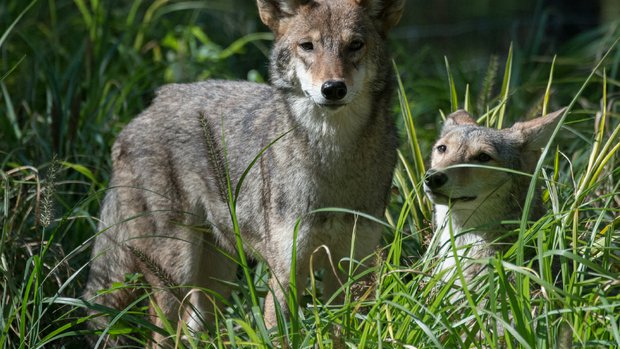 Bold Coyotes Becoming a Problem | Plants And Animals