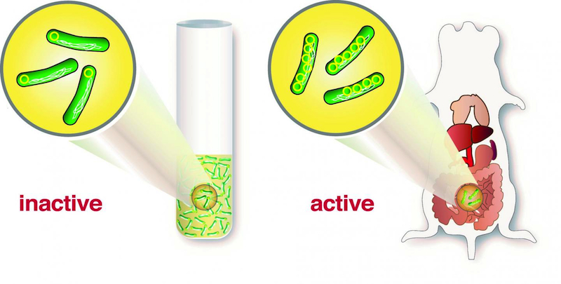 Pathogenic Bacterium Uses Gene Amplification to Cause Infect | Cell And ...