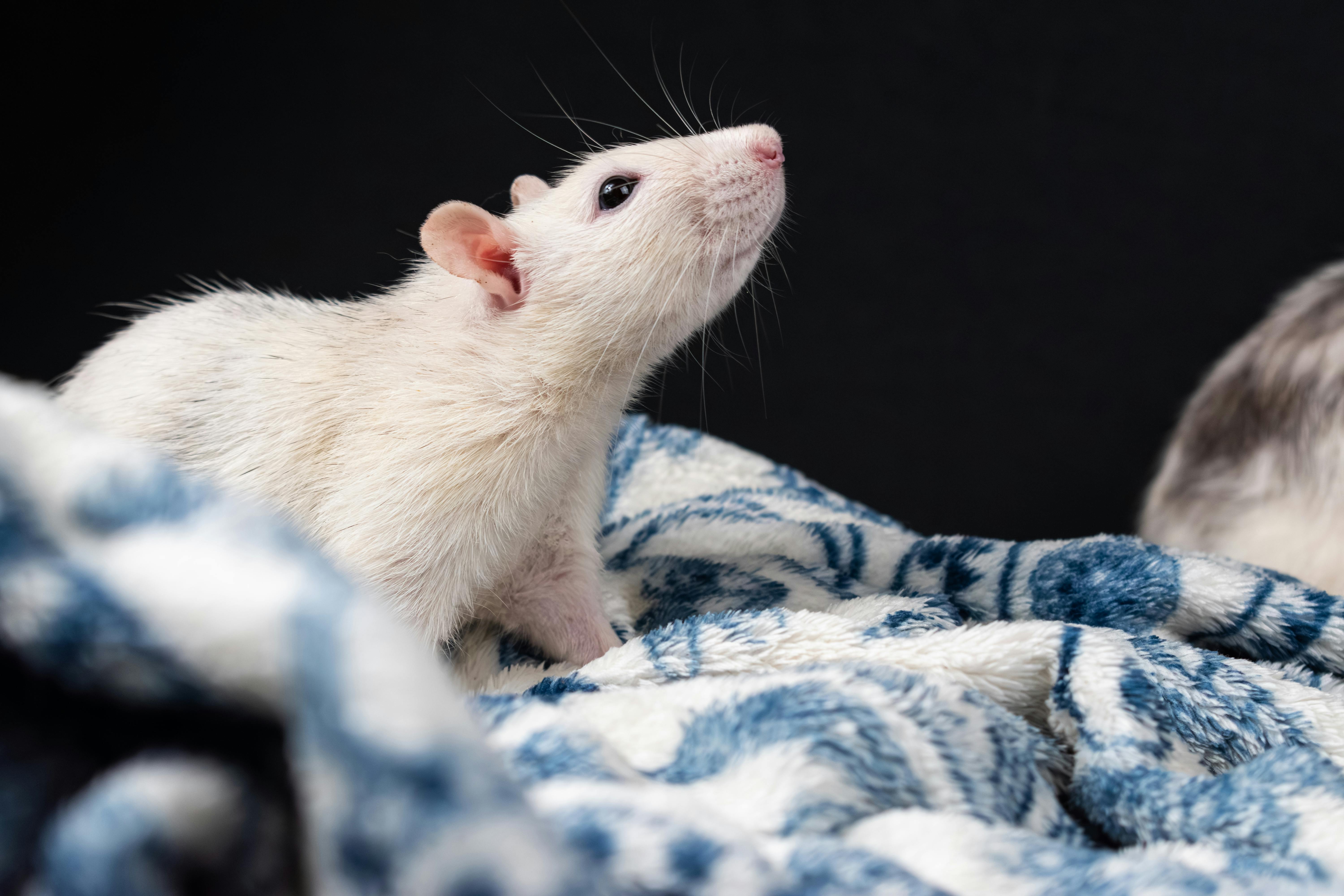 Study Observed Rats With Higher Natural Stress Levels More Likely to ...