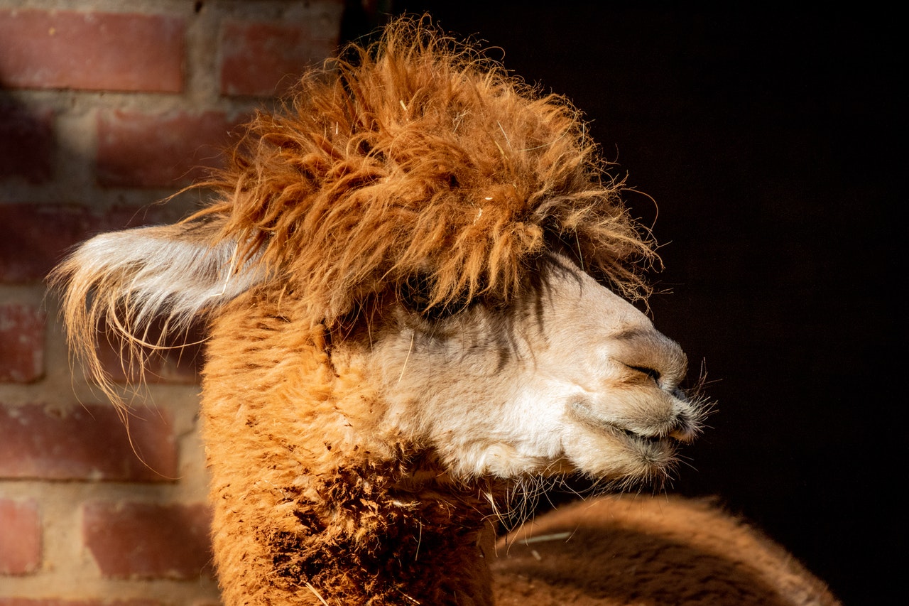 Inhaling a Puff of Llama Antibodies to Relieve COVID | Immunology