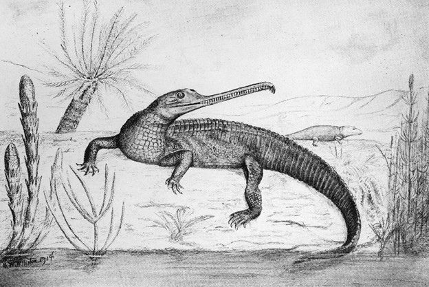 Climatic Data from China Sheds Light on the first Dinosaurs | Cell And ...