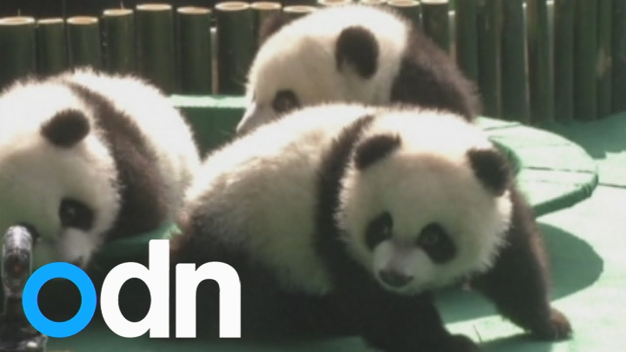 Panda Triplets Now Have Names | Videos