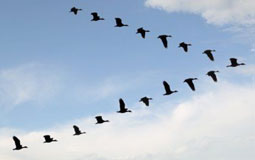 Understanding the Flight Formation of Birds | Chemistry And Physics