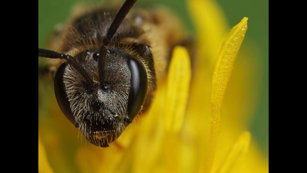 Bee Study Connects Social Behavior with Gene Variants | Genetics And ...