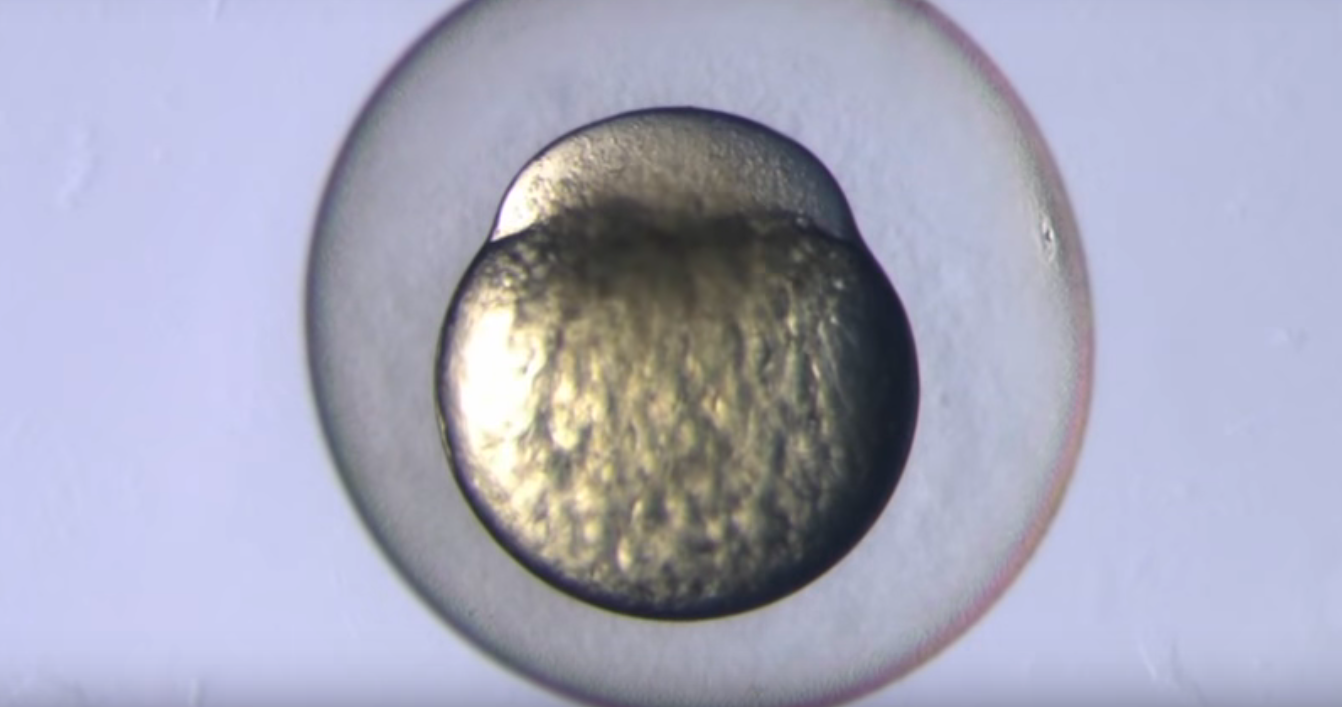 Fish Models Provide New Insight Into Rare Genetic Diseases | Genetics ...