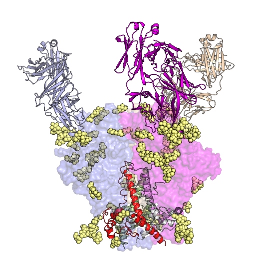 In Pursuit of AIDS Vaccine, TSRI Scientists Shed Light on An | Immunology