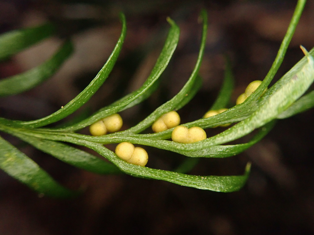 A Tiny Fern with the World's Biggest Genome | Genetics And Genomics
