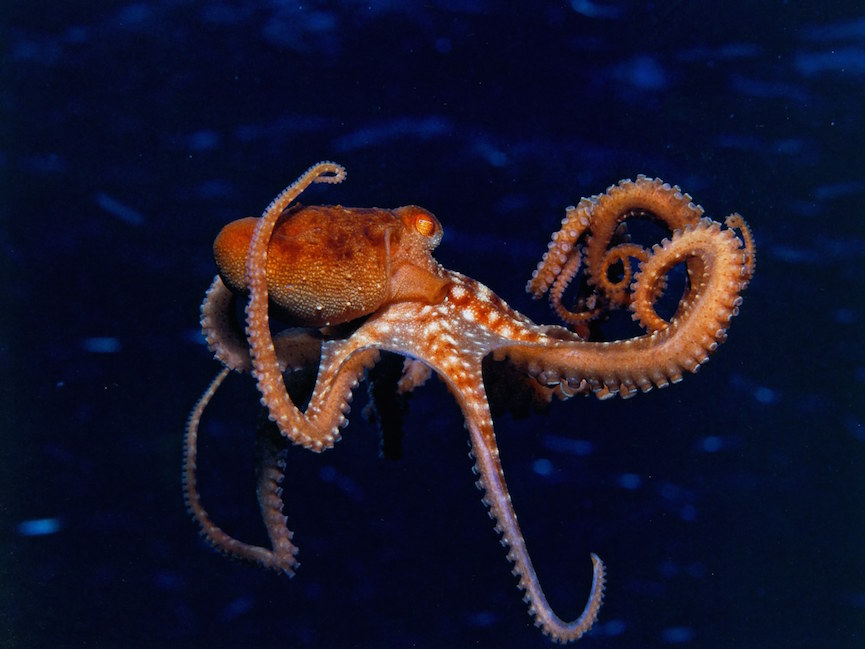 Morphing Octopuses Have Unique Motor Control Str | Cell And Molecular ...