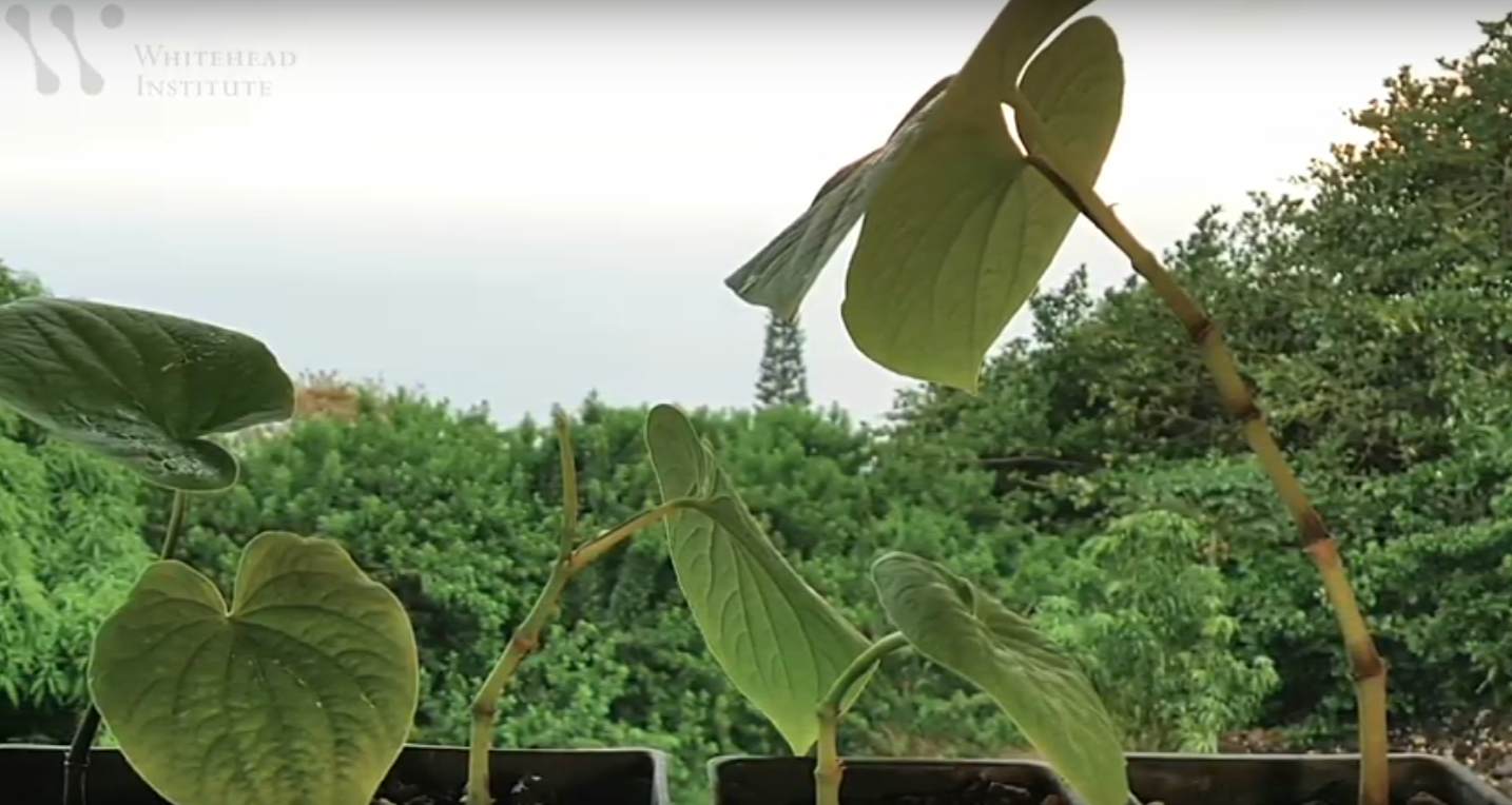 How the Kava Plant Creates Medicinal Compounds | Cell And Molecular Biology