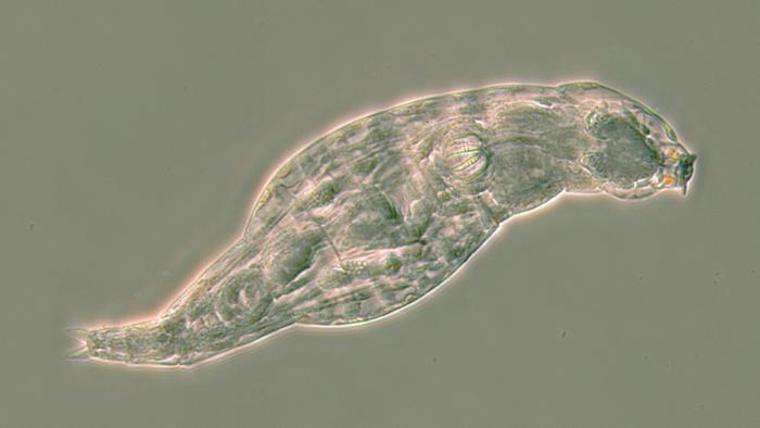 Rotifers Get by With a Little Stolen Help From Microbial Friends | Cell ...