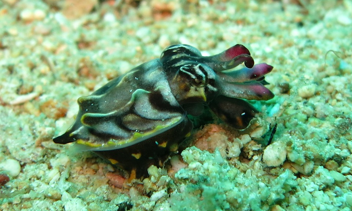 In a First, Researchers Edit Cephalopod Genes | Genetics And Genomics