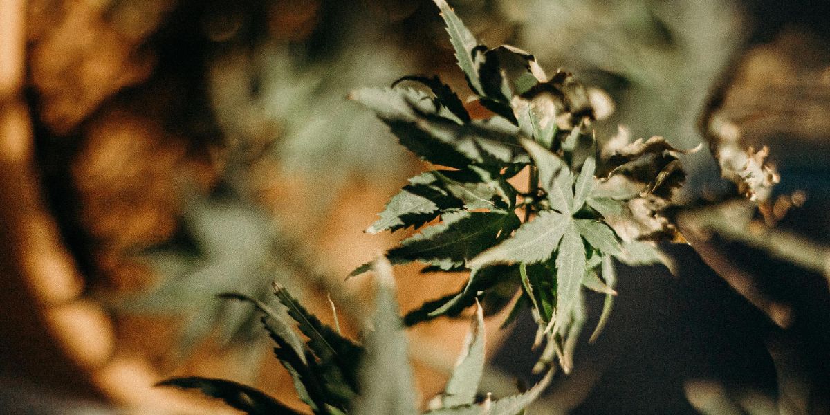 Why Do Young Americans Use Recreational Cannabis? | Cannabis Sciences