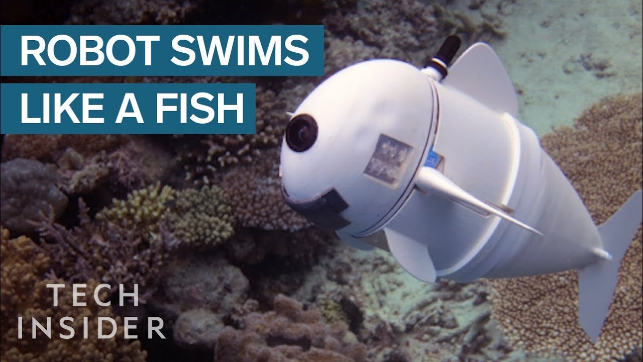 Meet SoFi, a Robotic Fish That Explores the Sea | Videos