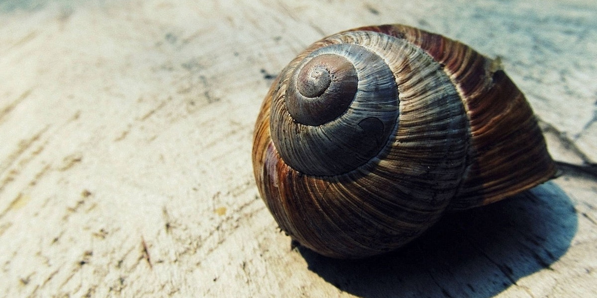 An Alternative to Morphine Could Come From a Poisonous Snail | Plants ...