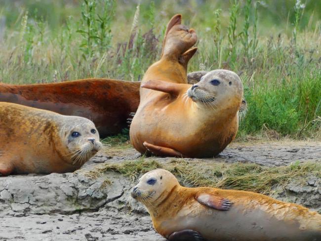 Here's Why These Essex-Based Seals Are Orange | Plants And Animals