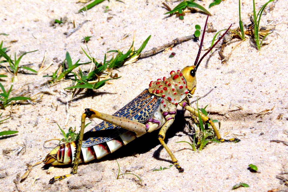 Another 2020 plague: locusts | Earth And The Environment