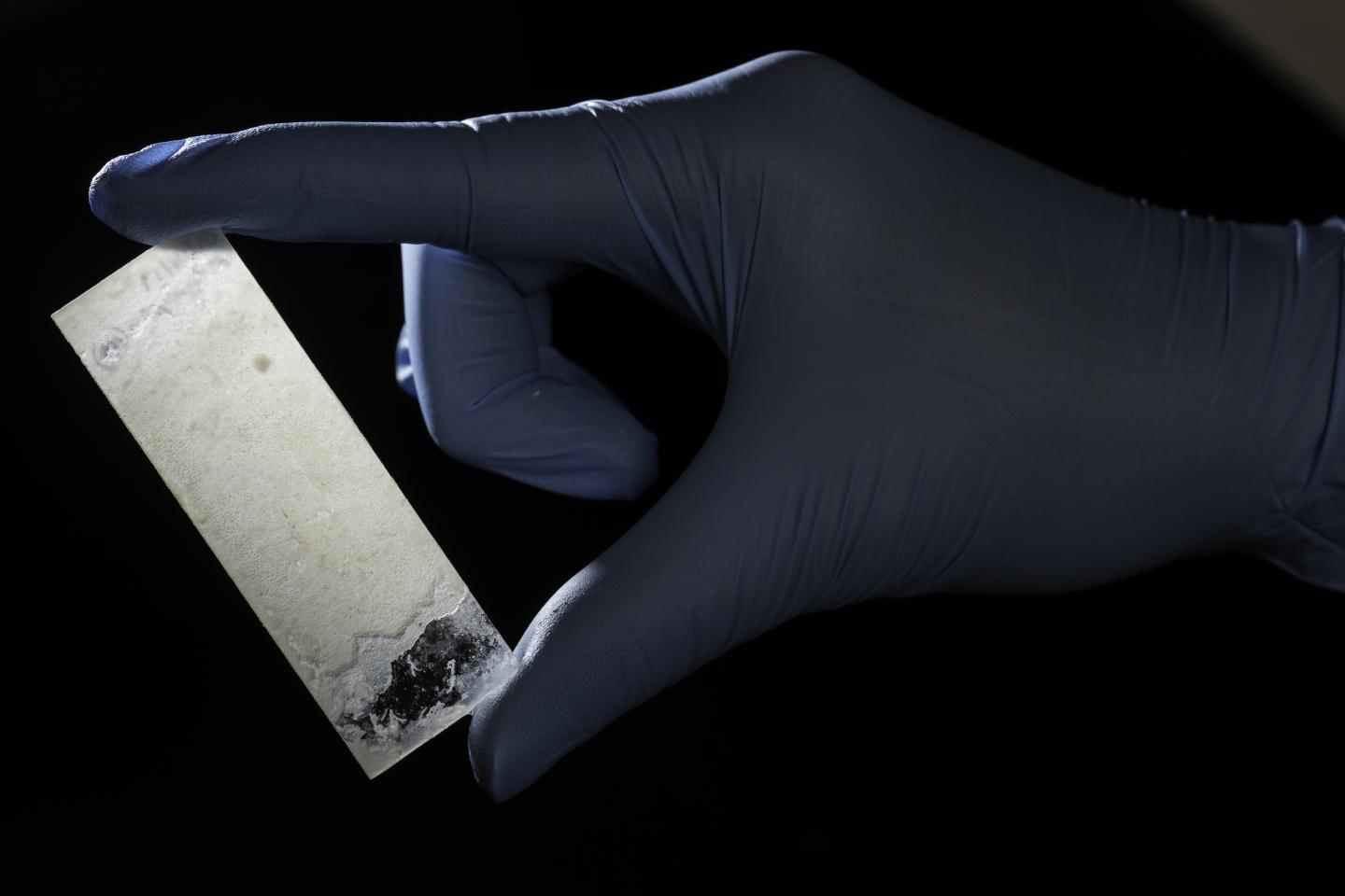 Artificial Mother-of-pearl, Made by Bacteria | Microbiology