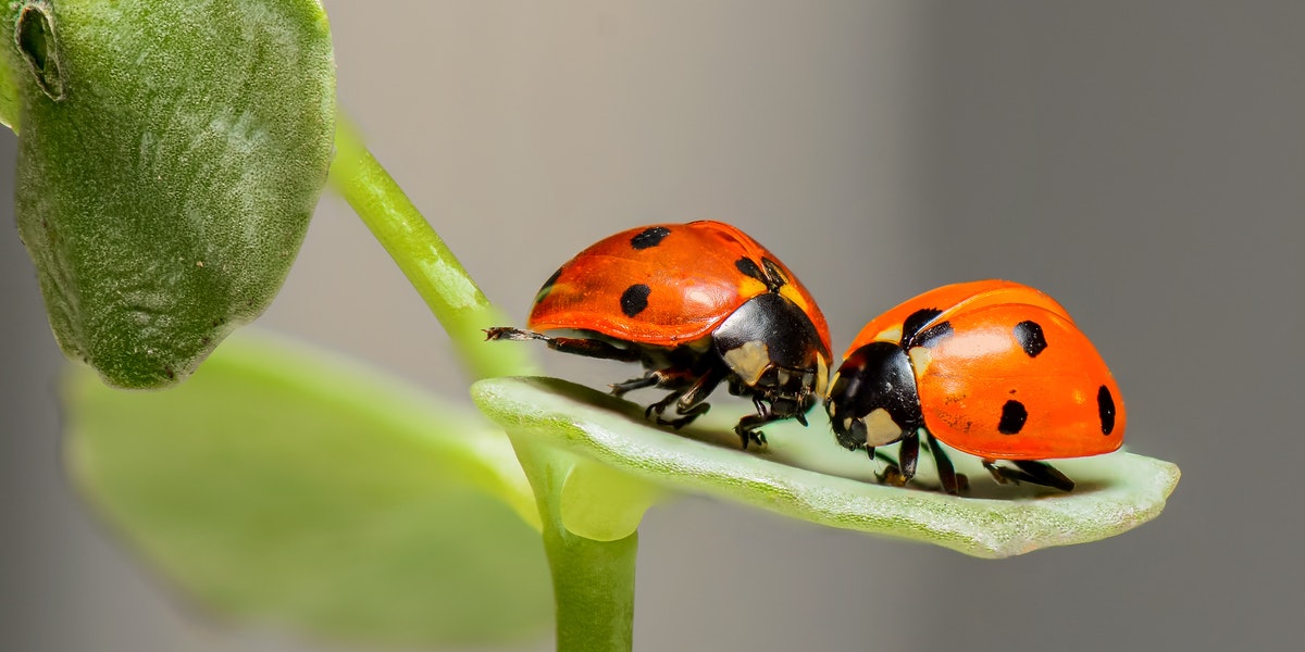 Urbanization A Key Factor In Insect Population Decline | Plants And Animals