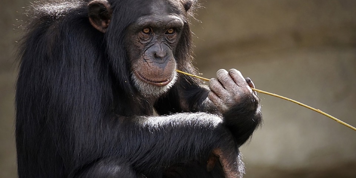 Watch a Young Chimpanzee Fall in Love With a Spy Tortoise | Plants And ...