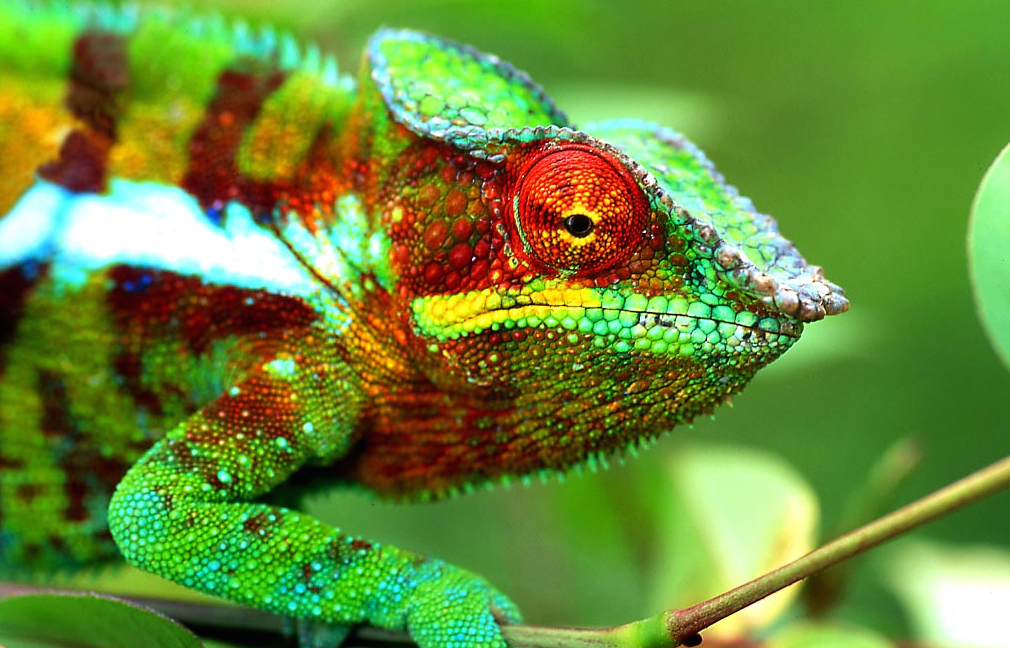 The Chameleon, Master of Cell Signaling | Plants And Animals