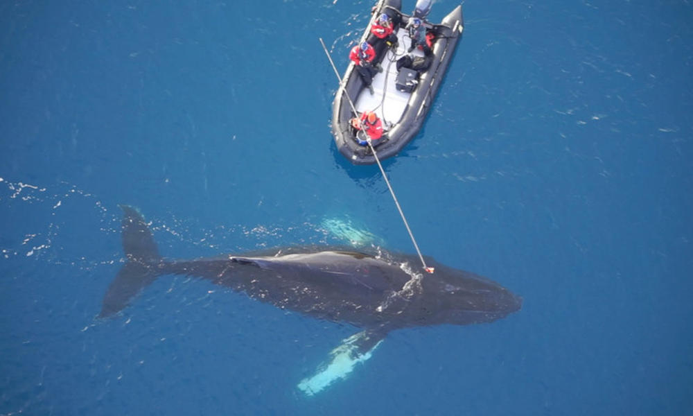 Cameras Attached to Whales Give Us a New Perspective | Plants And Animals