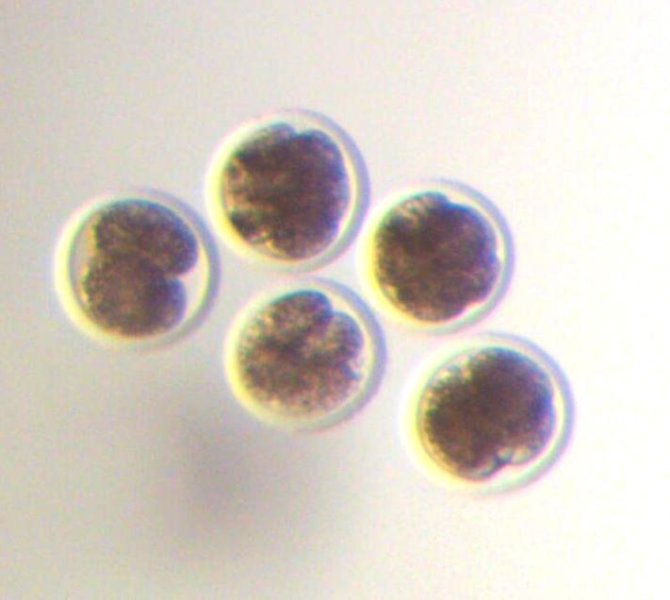 Genetic Errors Produce Chimerism During Early Embryonic Deve | Genetics ...