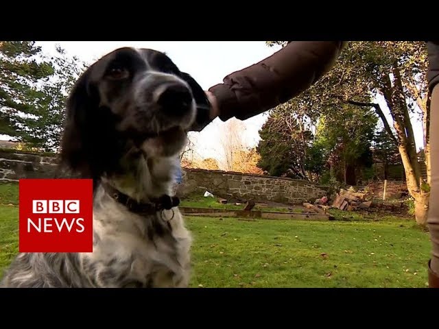 Dog's Broken Leg Mended With Lab-Grown Bone | Videos