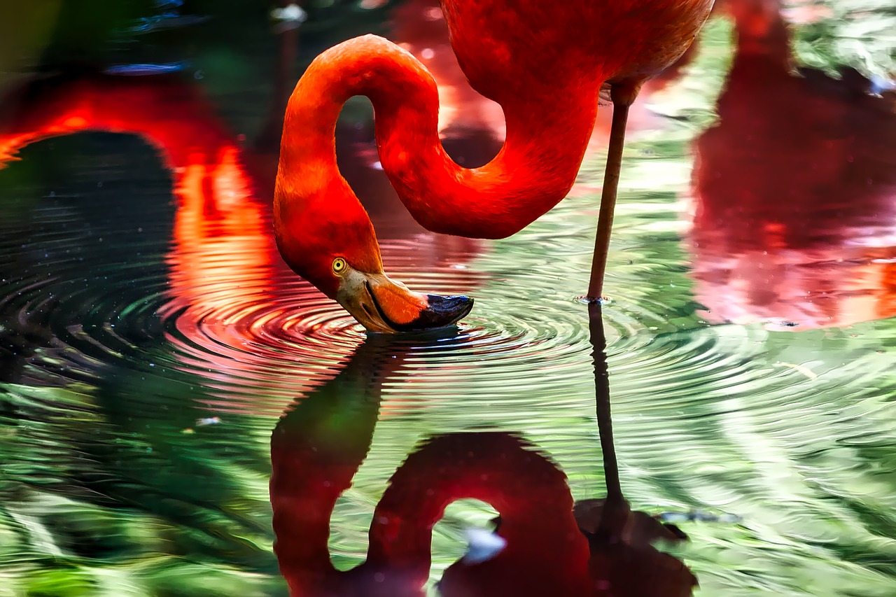 Flamingos Save Energy by Balancing On One Leg | Plants And Animals