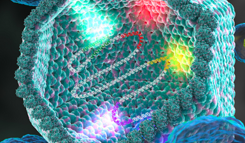 An Examination of Giant Virus Evolution | Microbiology