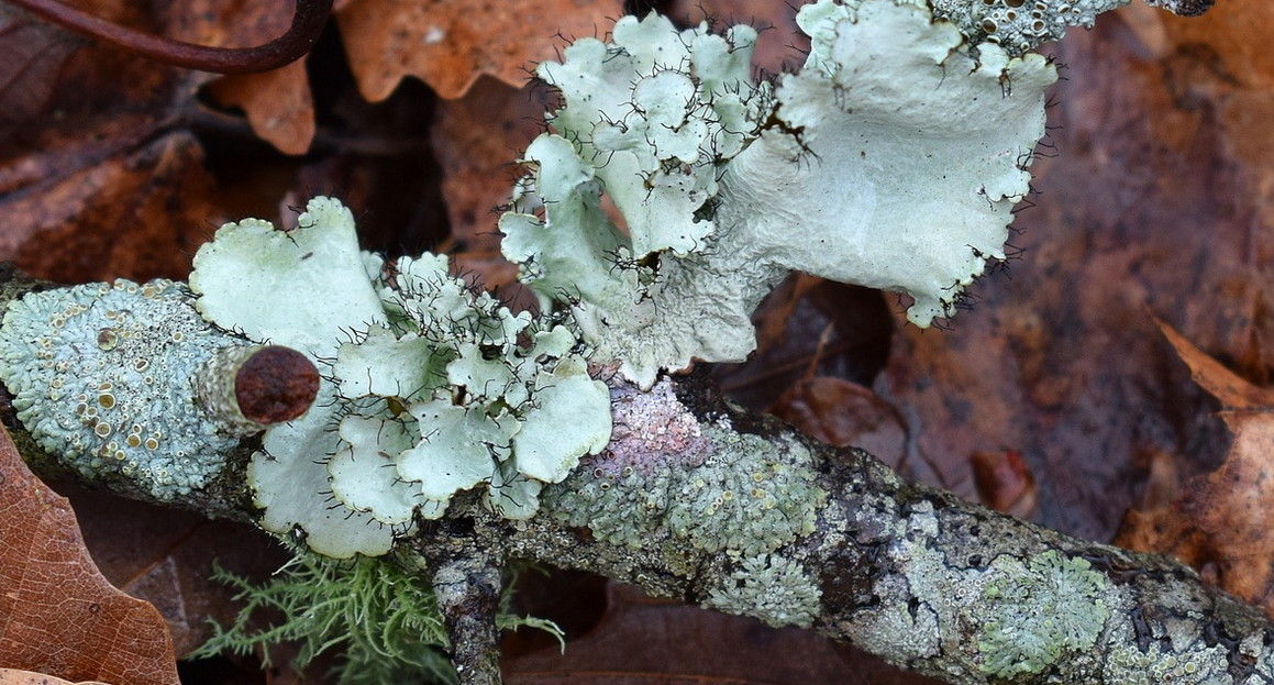 Ancient Fungi Found in Europe's Largest Impact Crater | Cell And ...