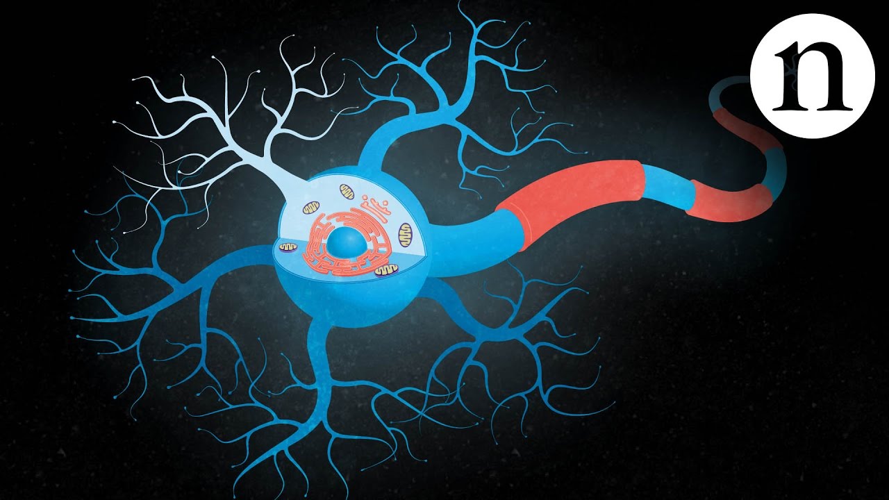 The Impact of ALS on Nerve Cells | Videos