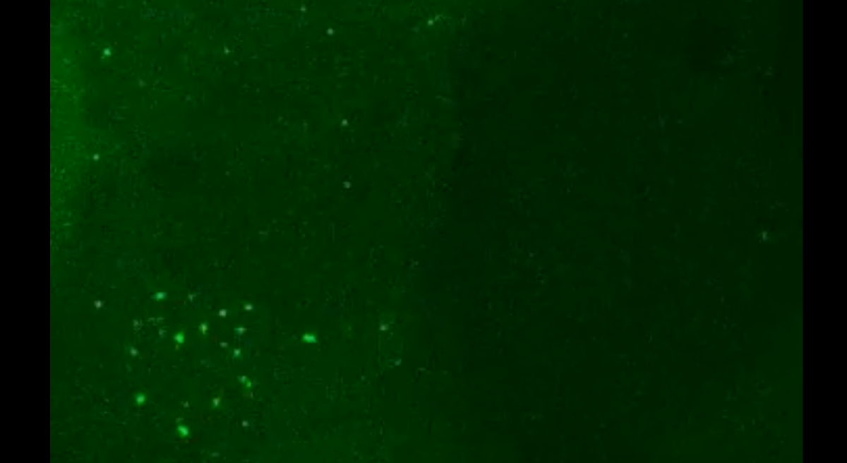 Monitoring a Virus in Real-Time as it Infects a Cell | Microbiology